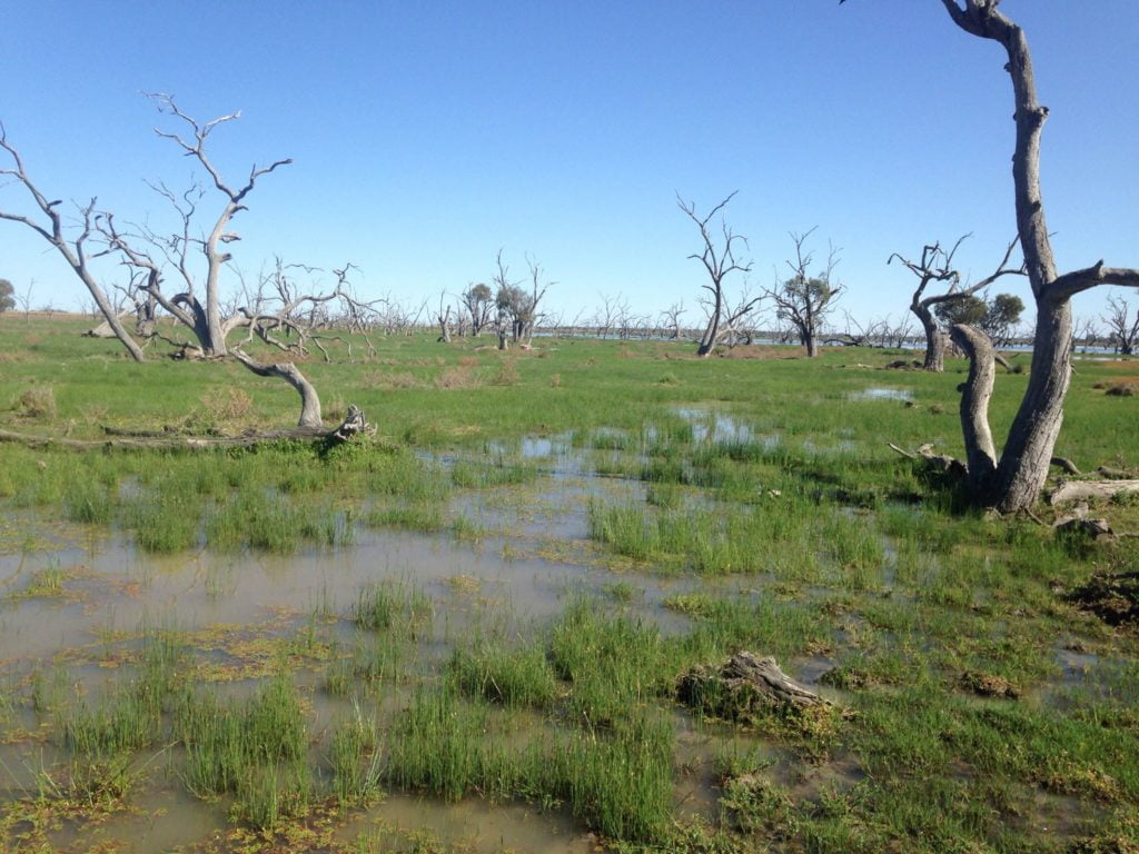 WaterNSW weir plan threatens registered Aboriginal ... | National ...